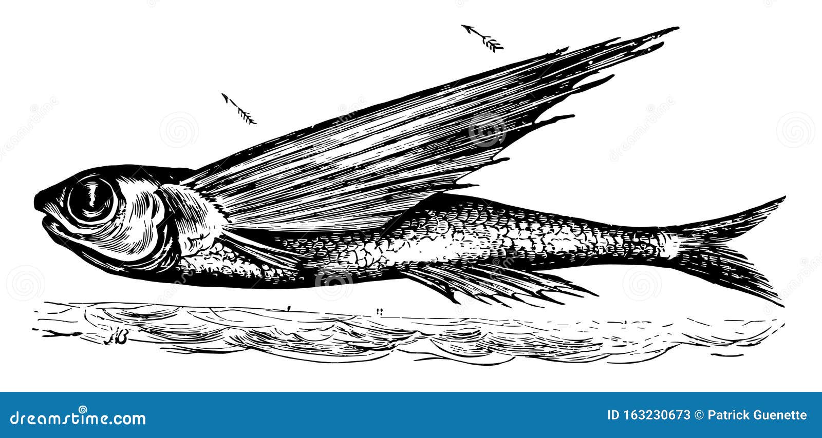 Flying Fish, Vintage Illustration Stock Vector - Illustration of flight ...