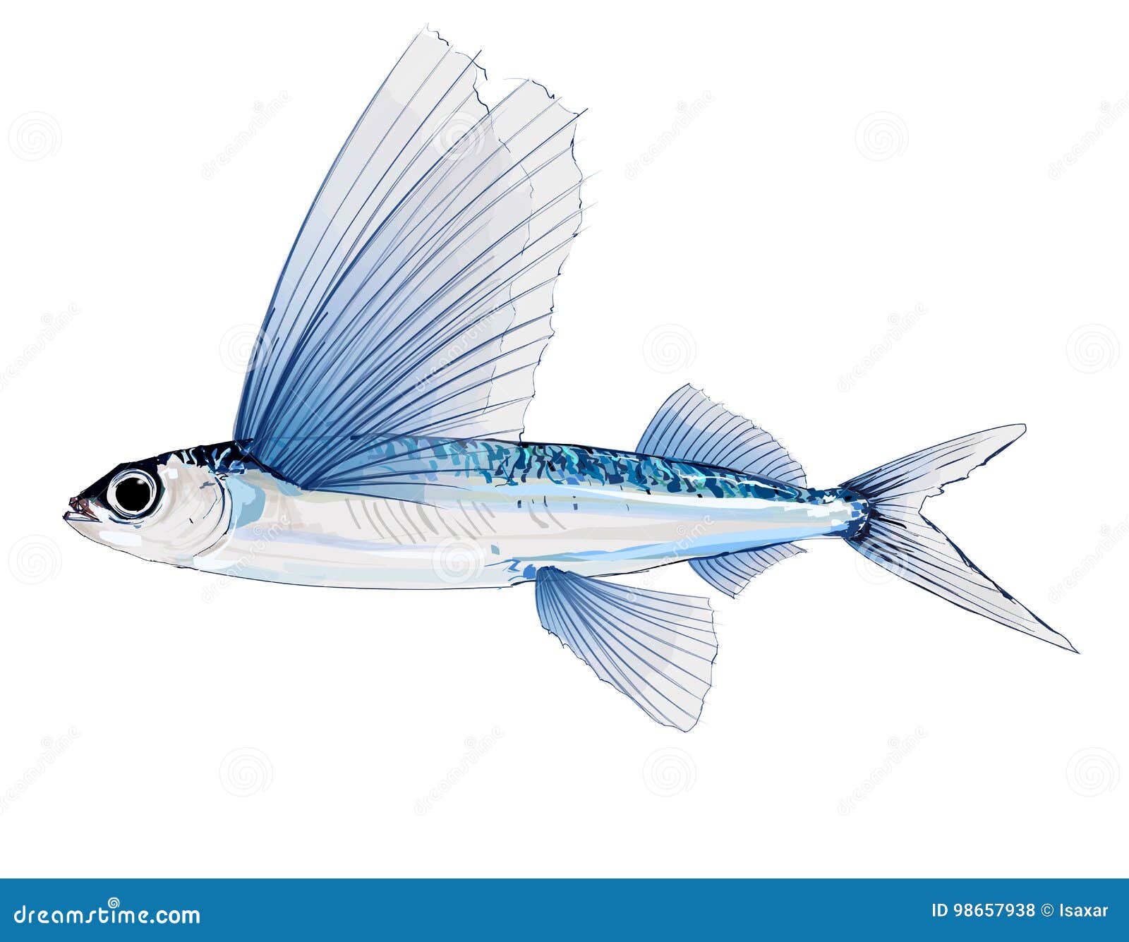 Flying Fish Drawing Cartoon Vector | CartoonDealer.com #76127765