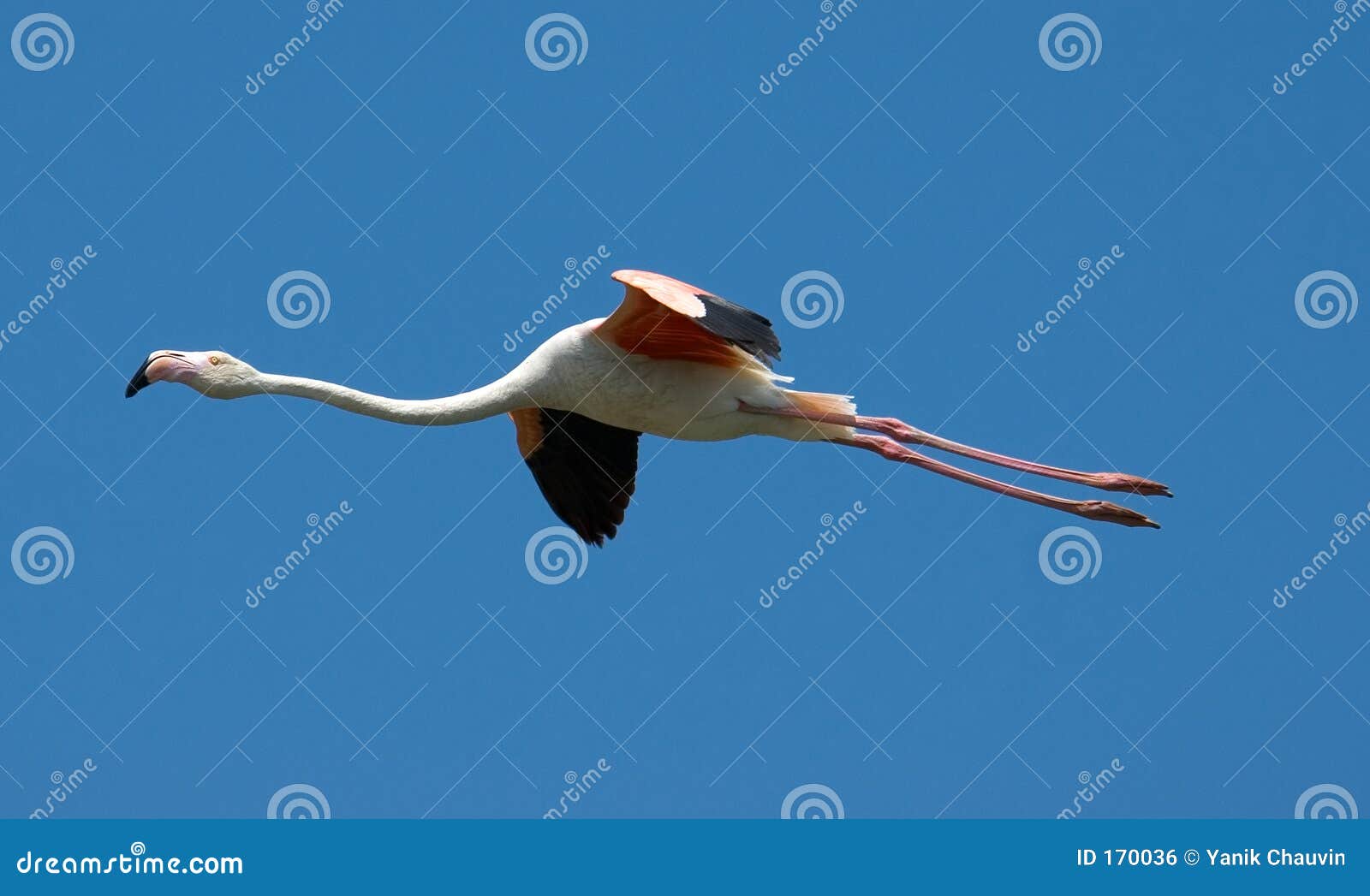 Flying flamingo stock photo. Image of bird, provence, flying - 170036