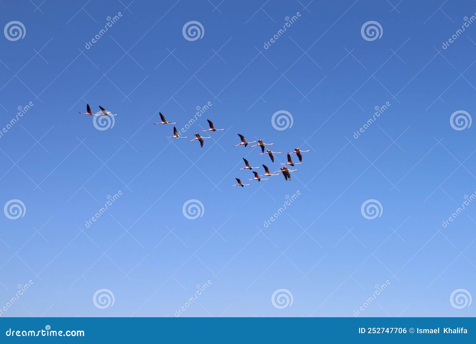 Flying Flamingo Flock on a Blue Sky Stock Photo - Image of line, gull ...