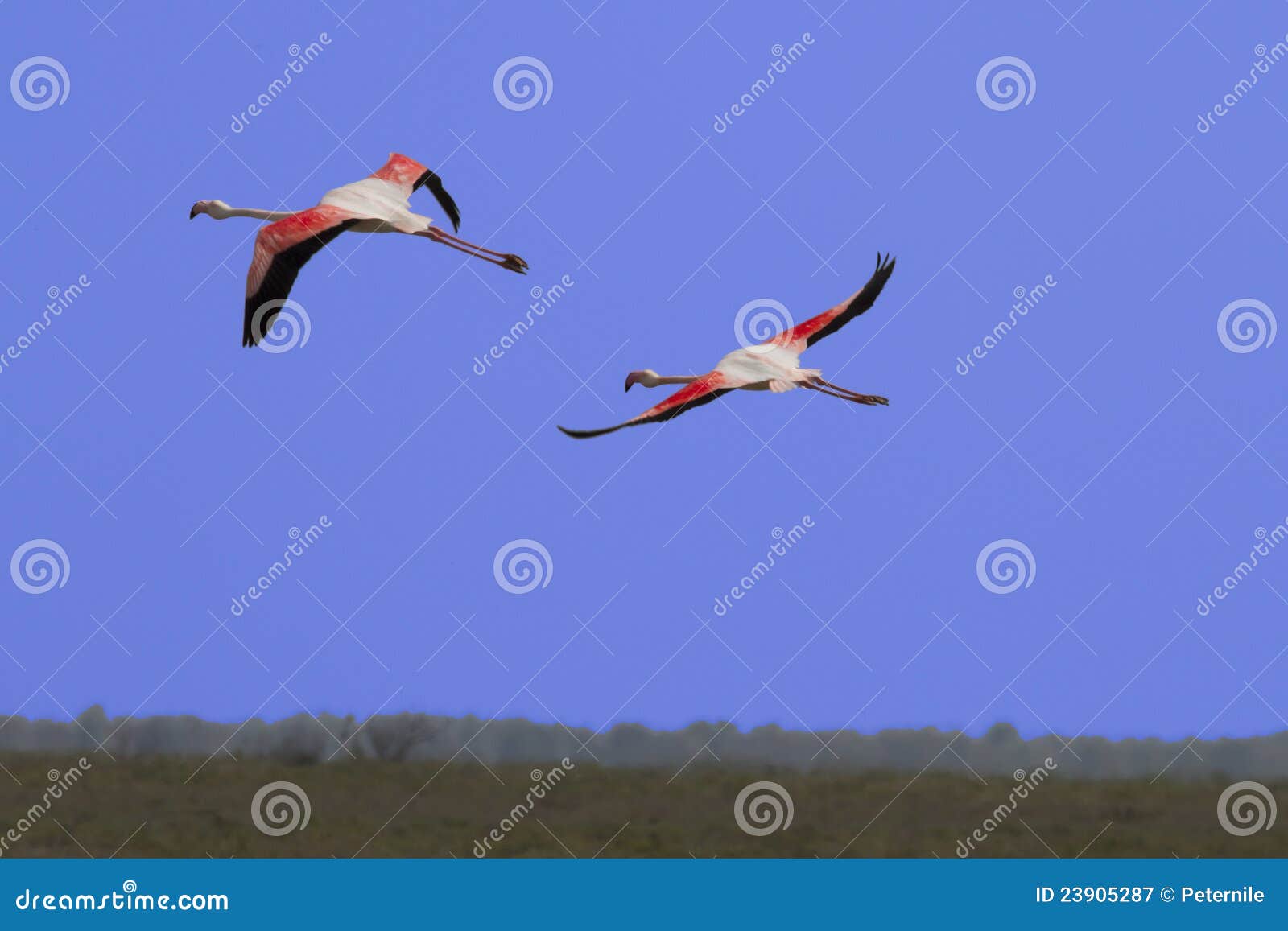 Flying flamingos stock image. Image of romantic, water - 23905287