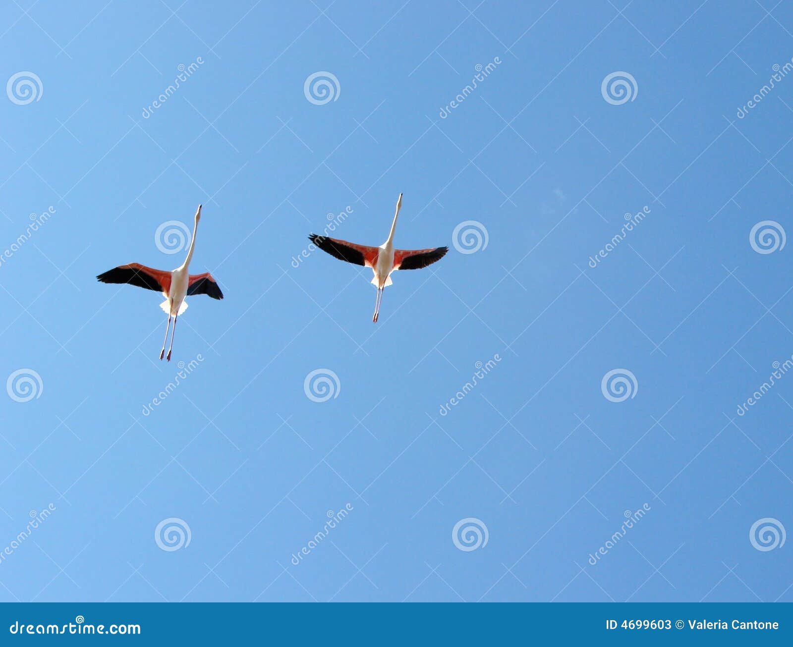 Flying flamingos stock image. Image of flying, flamingos - 4699603