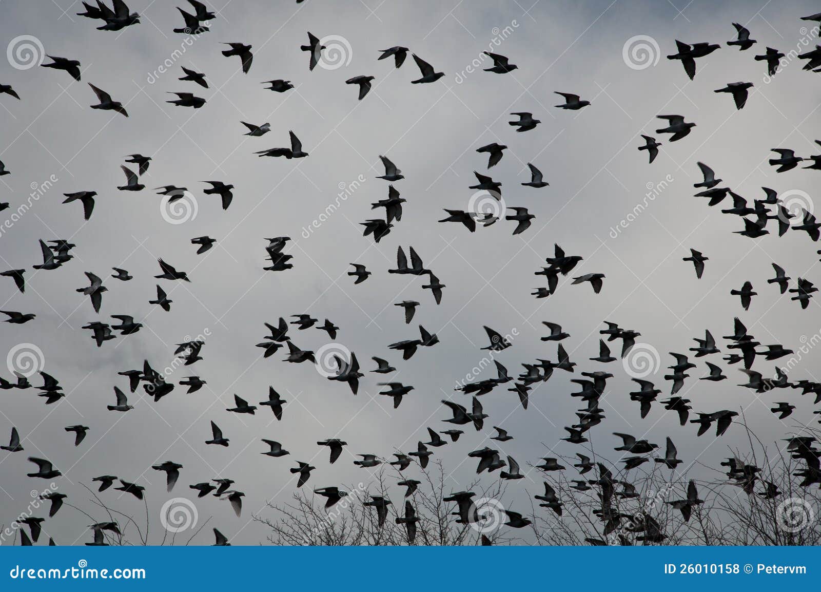 Flying Flock stock photo. Image of heading, wind, flight - 26010158