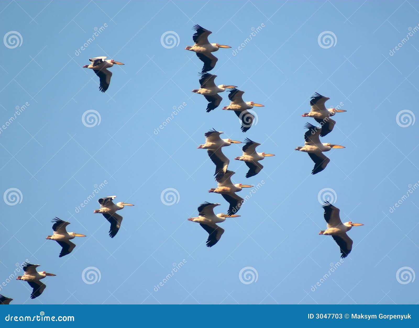 Flying flock of bird stock image. Image of wildlife, hover - 3047703