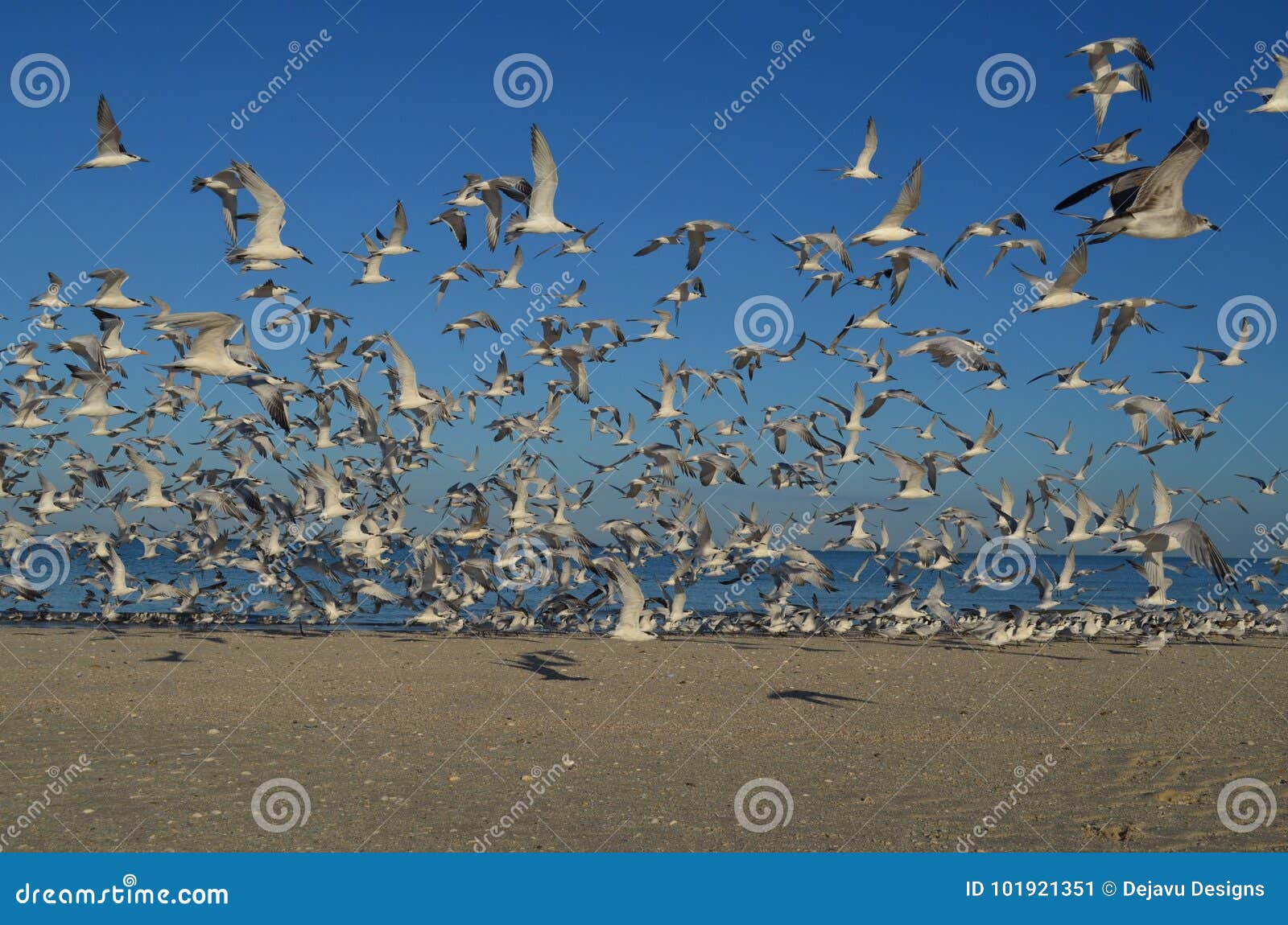 Flying Flock of Birds on the Beach Stock Image - Image of florida ...