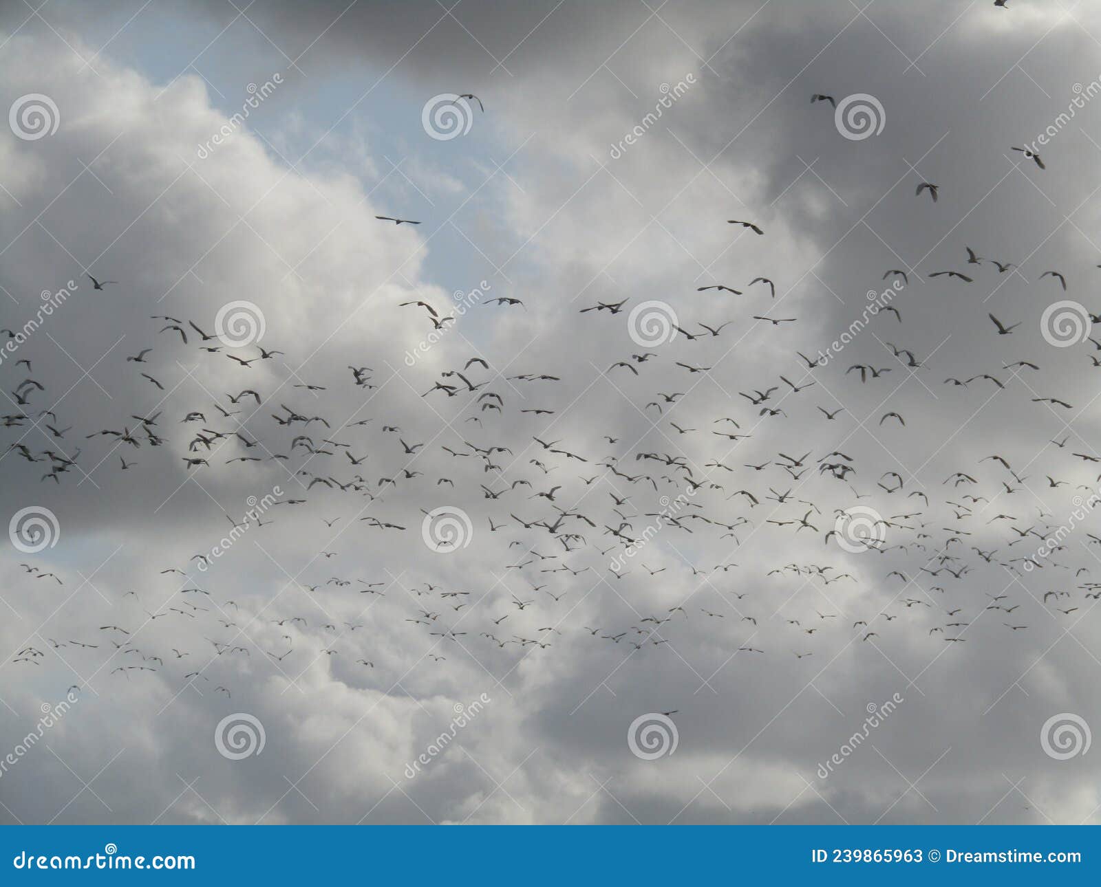 Flying Flock of Bulbucis Ibis Stock Image - Image of bulbucis, flying ...