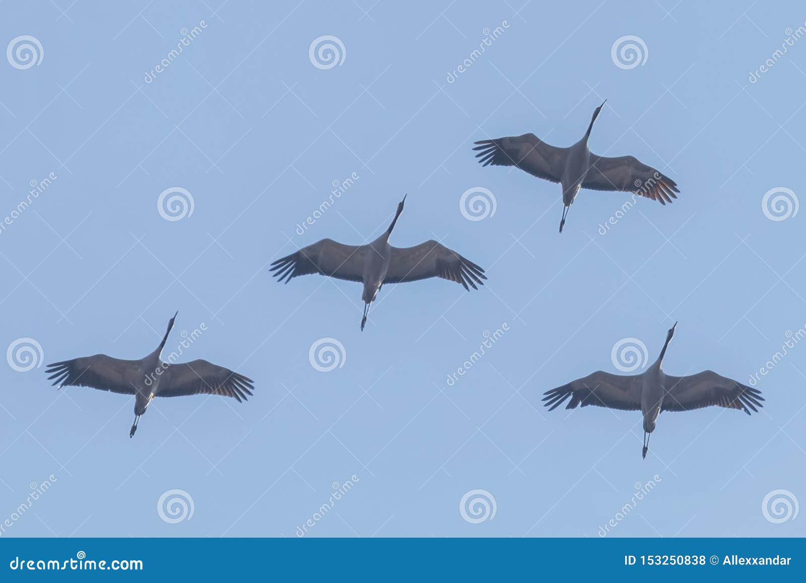 Flying Flock of Common Crane Grus Grus in Flight Blue Skies, Migration ...