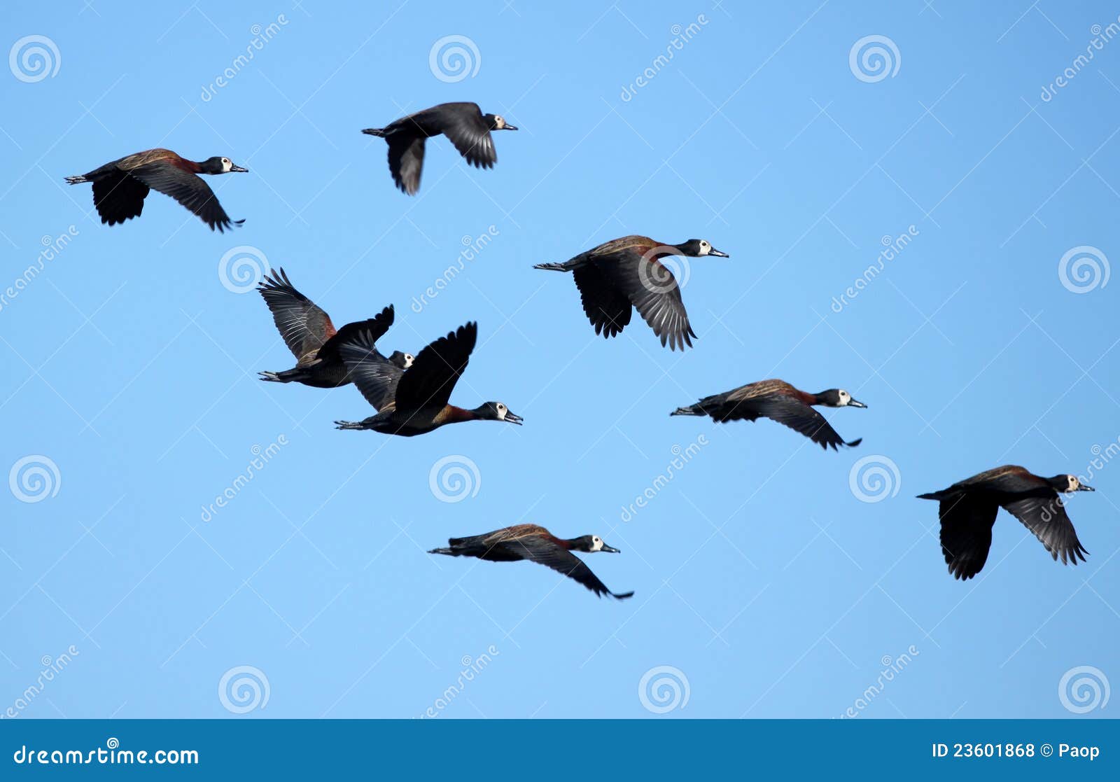 Flying Flock of Ducks stock photo. Image of africa, fauna - 23601868