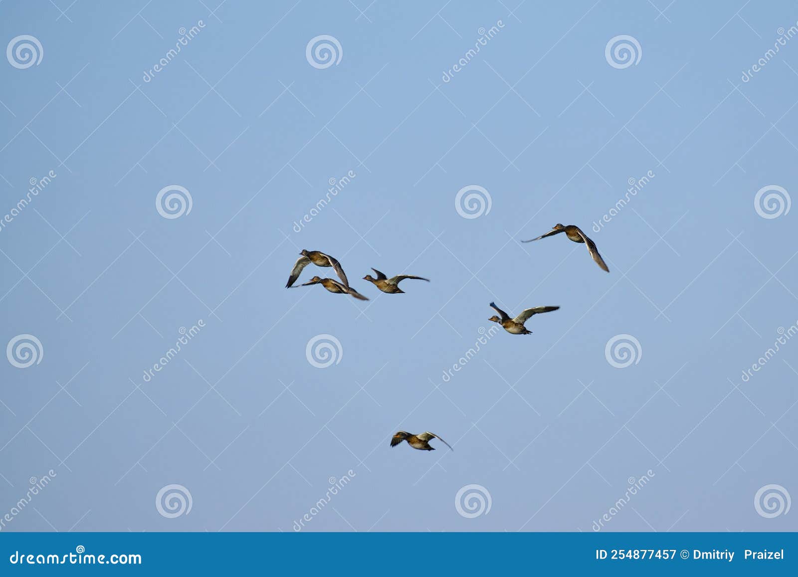 Flying Flock Ducks Blue Sky Background Stock Image - Image of beautiful ...