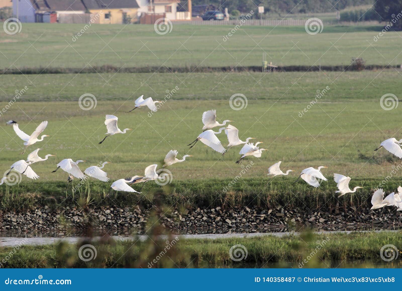 Flying Flock of Great Egrets Stock Image - Image of avian, animal ...