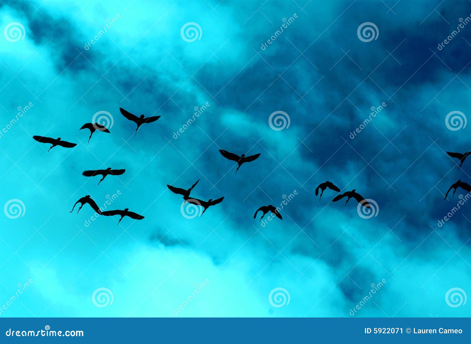 Flying Flock of Ibis Birds stock image. Image of silhouette - 5922071