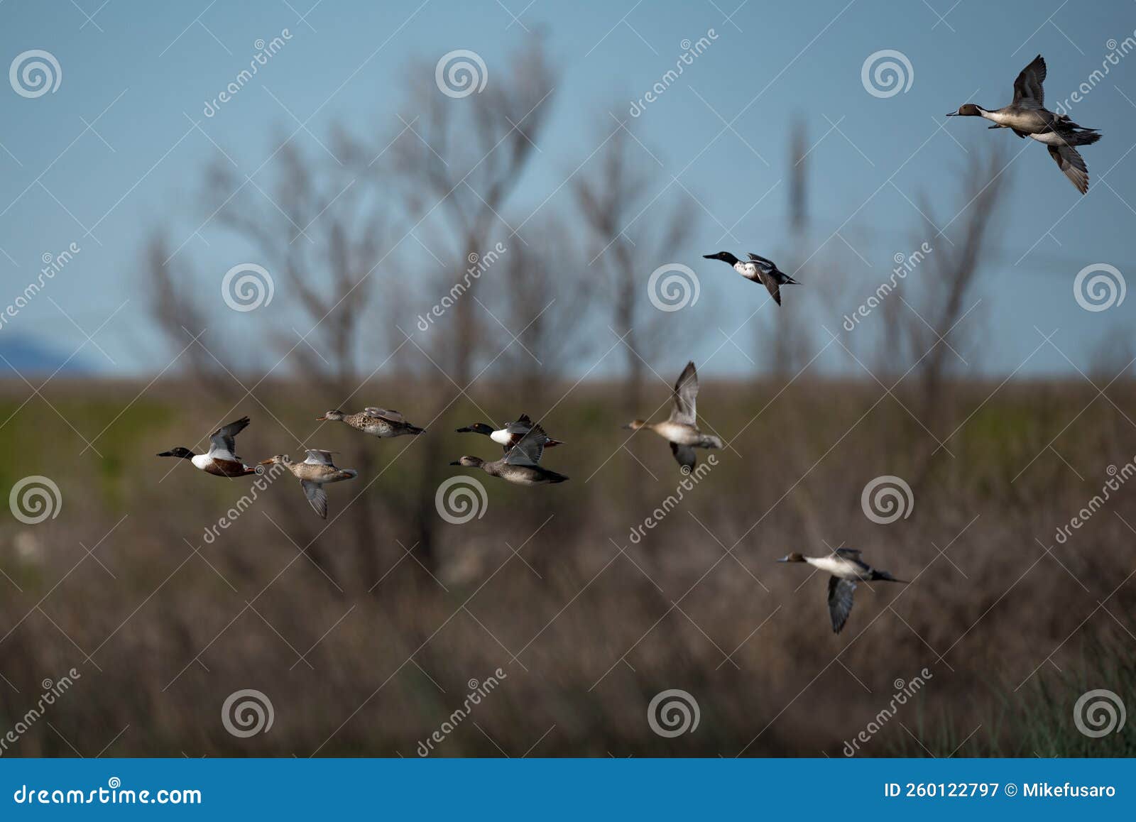 Flying Flock of Mixed Ducks Stock Image - Image of field, migrate ...