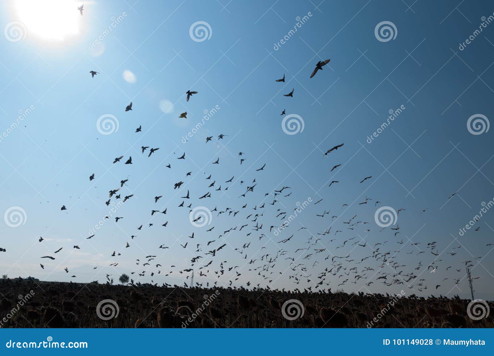 The Flying Flock of Pigeons Stock Photo - Image of gathering, wildlife ...