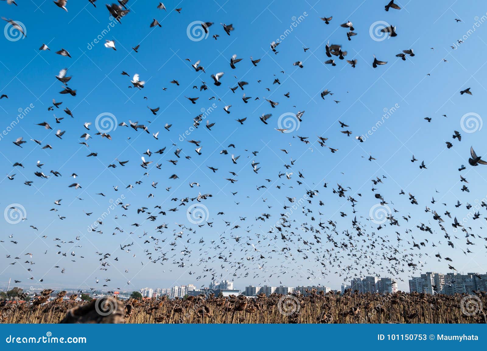 The Flying Flock of Pigeons Stock Image - Image of pigeon, flock: 101150753