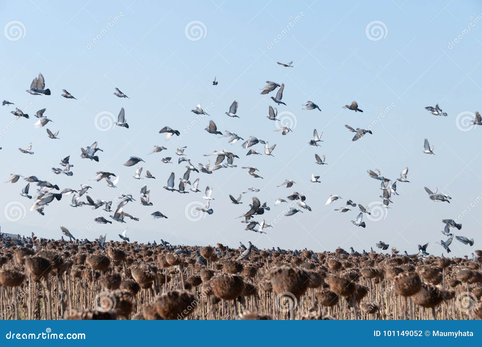The Flying Flock of Pigeons Stock Photo - Image of group, heart: 101149052
