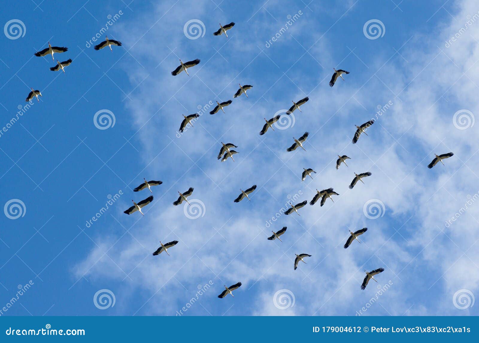 A Flock Of Storks On A Background Of Blue Sky. Four Birds Fly In The ...