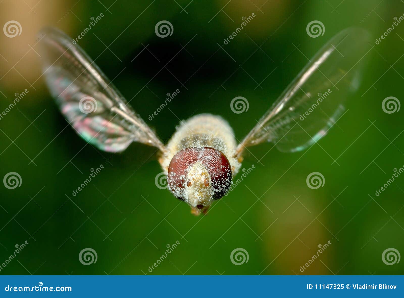Flying fly stock image. Image of insect, animal, pollen - 11147325