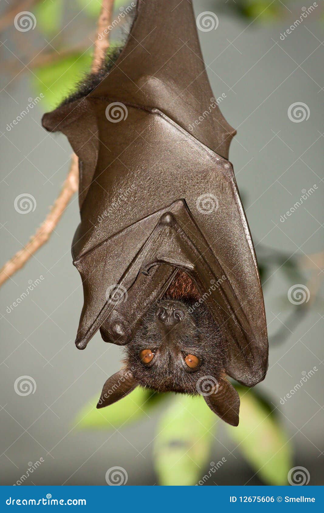Flying fox stock photo. Image of fear, animal, hang, rainforest - 12675606