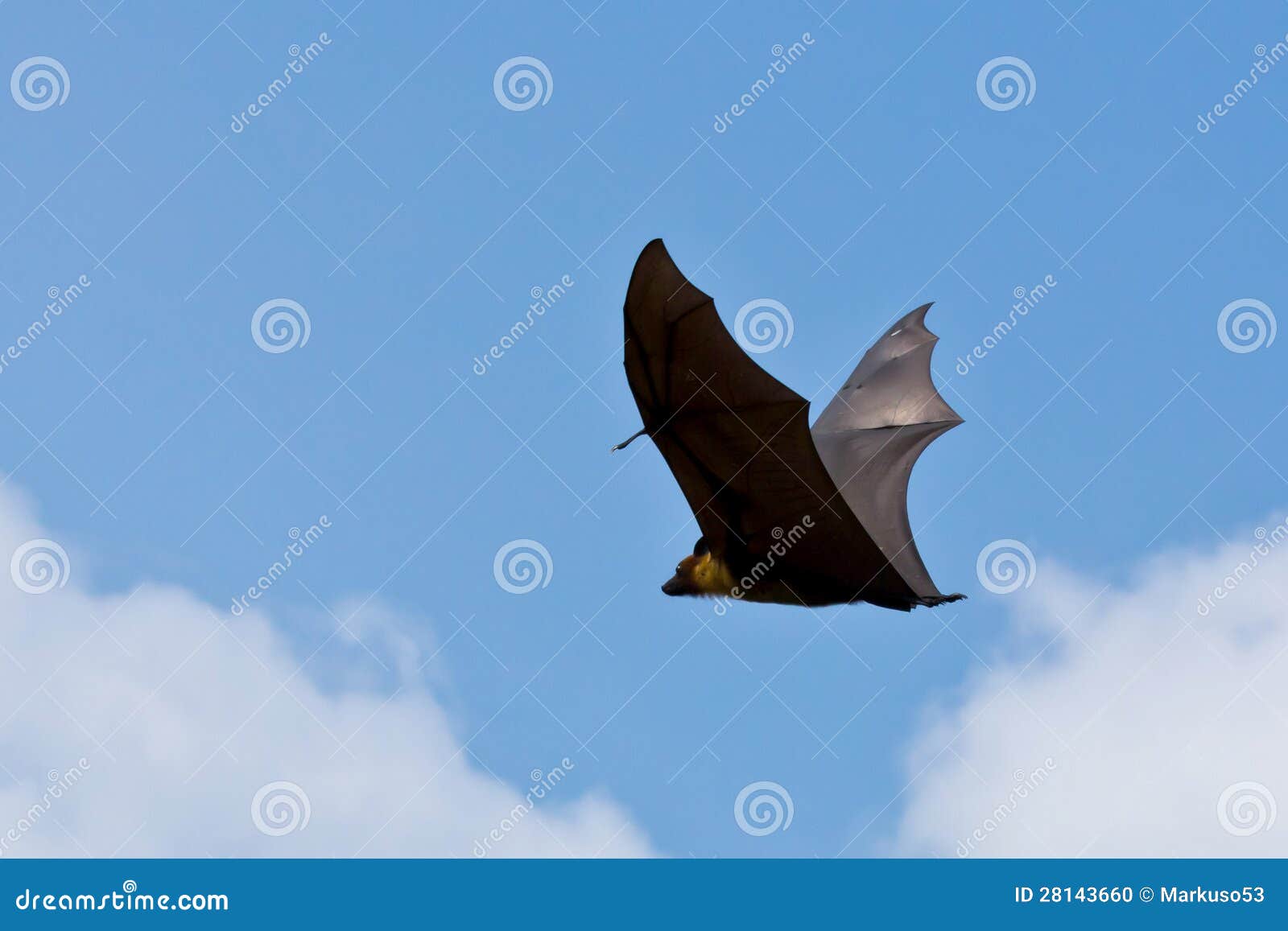 Flying Fox stock photo. Image of blue, wings, claws, flying - 28143660