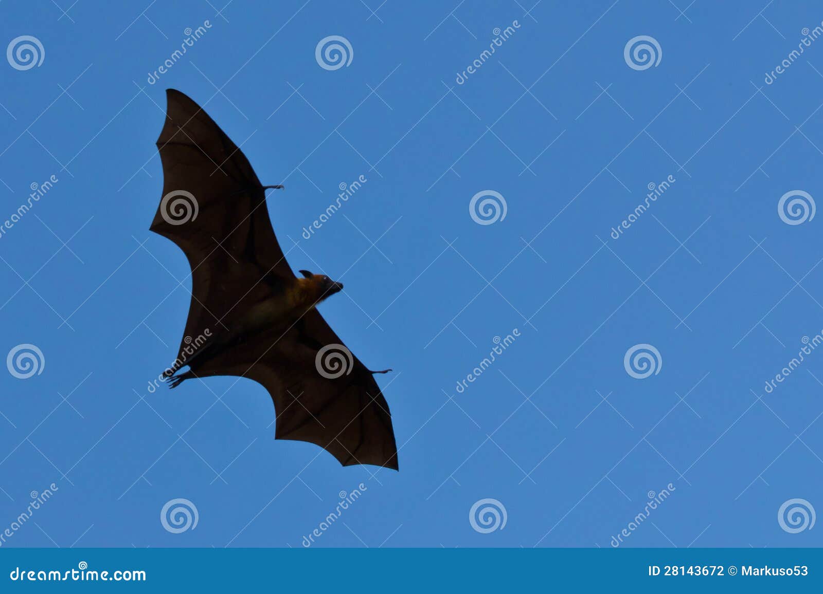 Flying Fox stock photo. Image of mammal, clouds, wings - 28143672