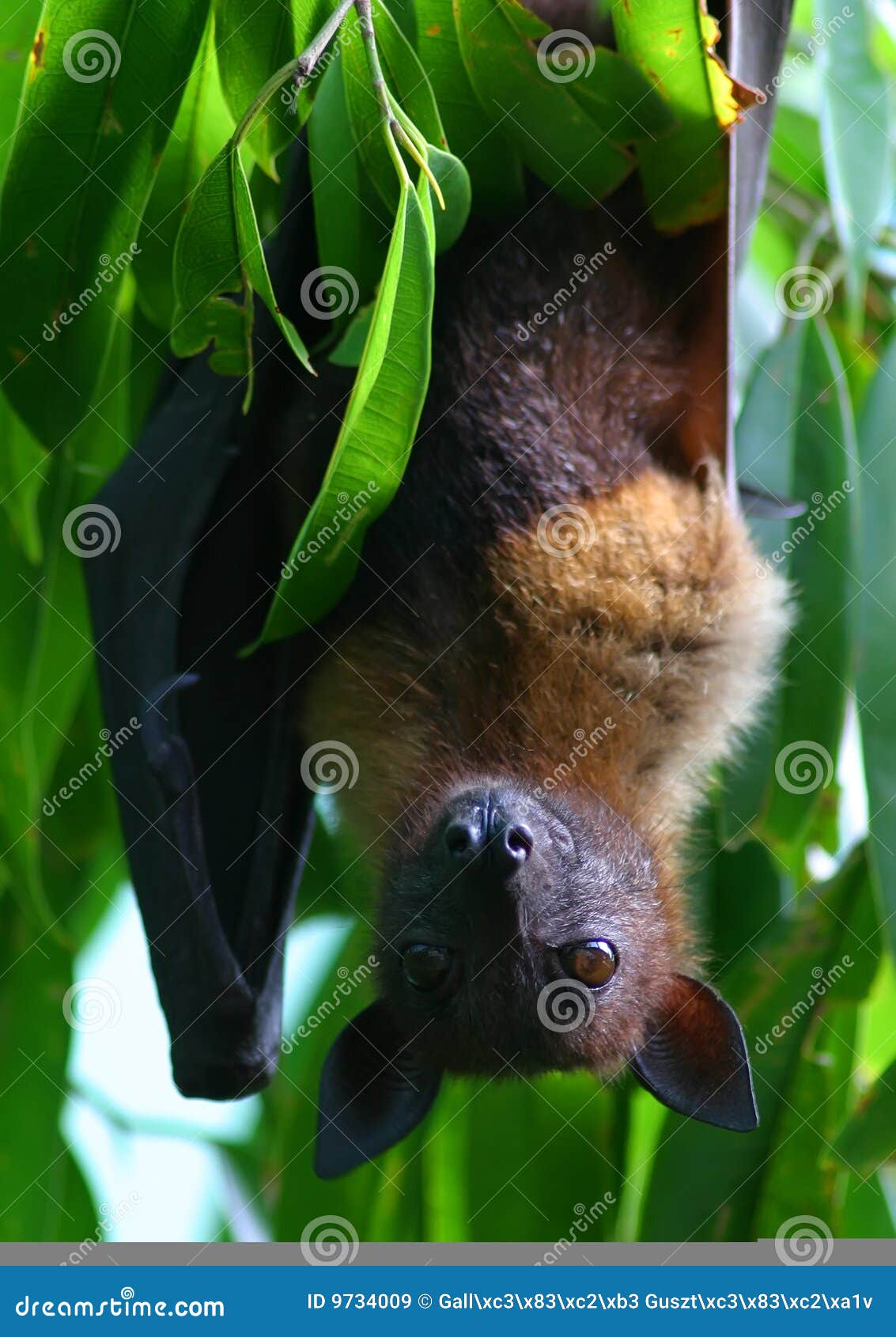 Flying fox stock image. Image of nature, sleeping, eyes - 9734009