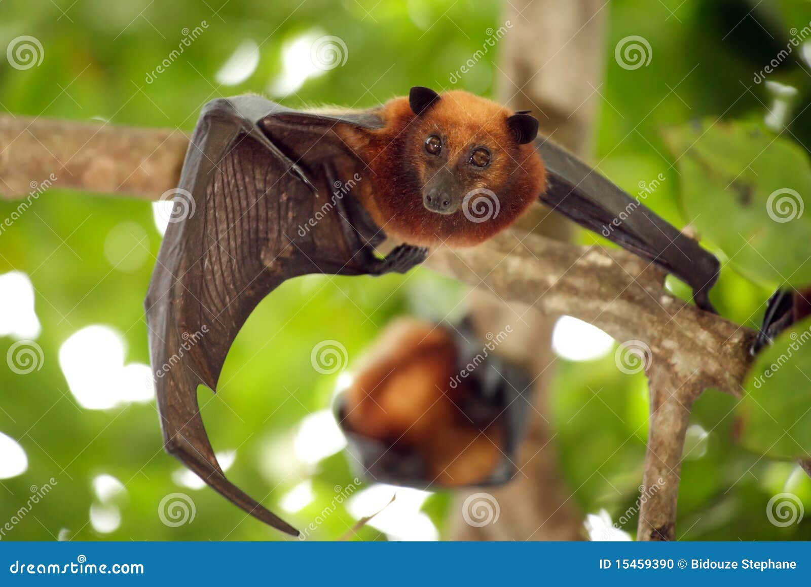 Flying fox bat stock photo. Image of hang, hypomelanus - 15459390
