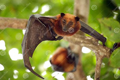 Flying fox bat stock photo. Image of hang, hypomelanus - 15459390