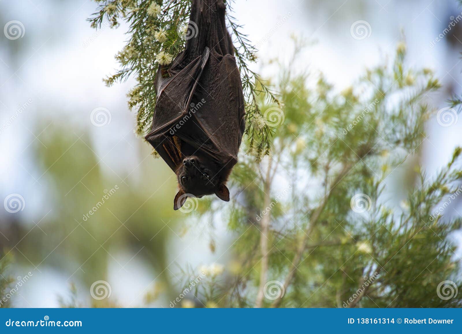 Flying Fox Bat stock photo. Image of fruit, bats, national - 138161314