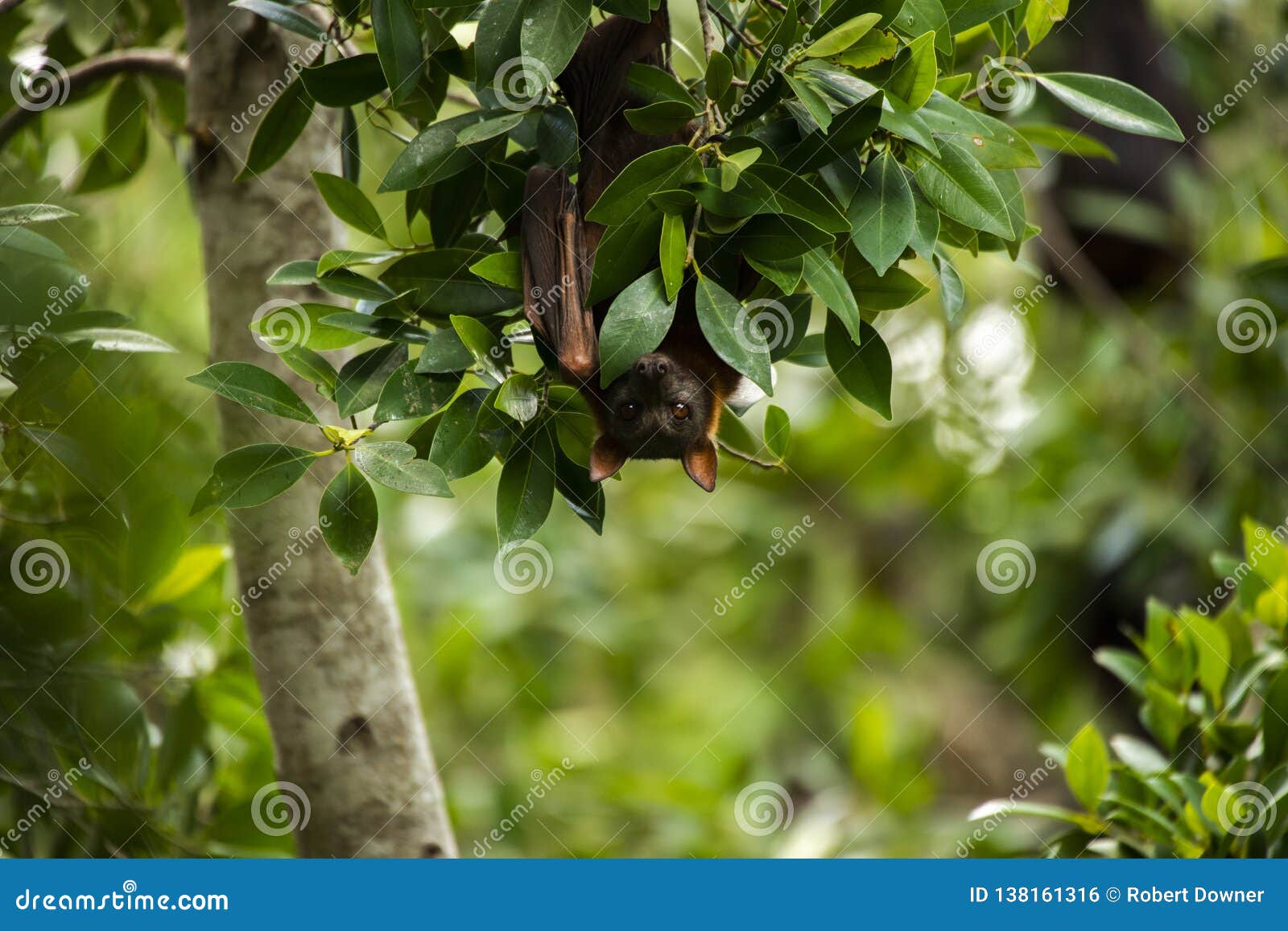 Flying Fox Bat stock photo. Image of bats, fruit, wing - 138161316