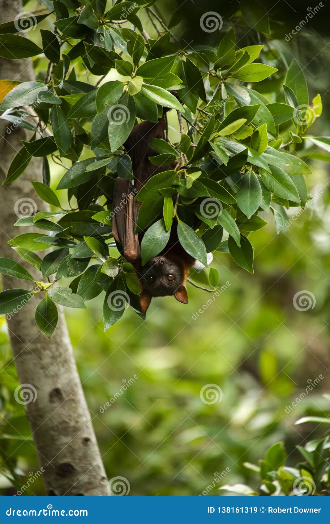 Flying Fox Bat stock image. Image of australia, wing - 138161319