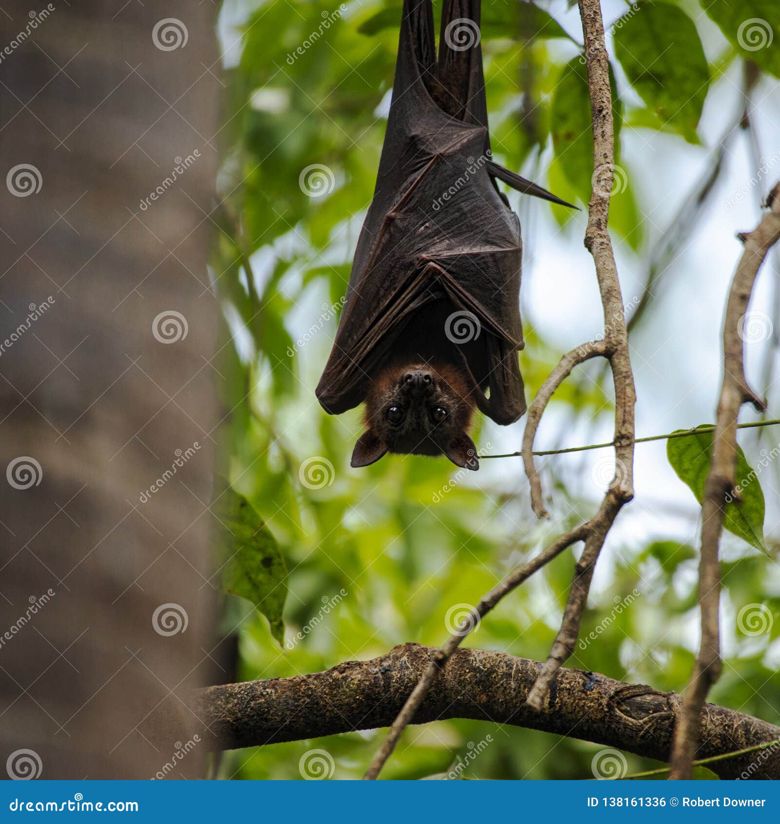 Flying Fox Bat stock photo. Image of bats, fruit, wildlife - 138161336