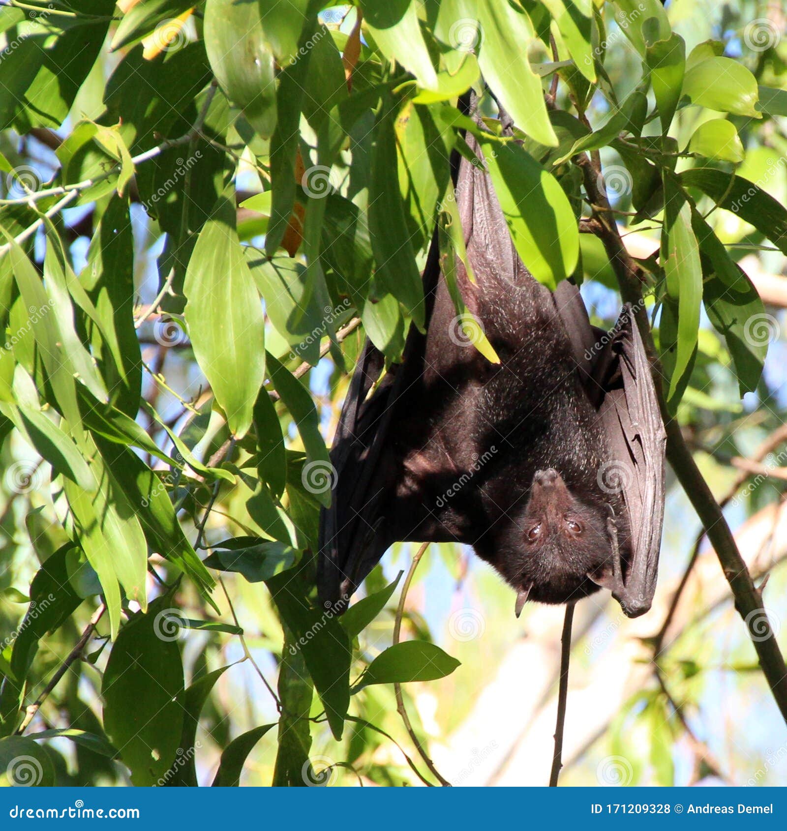 Flying Fox Bat stock photo. Image of park, closeup, natural - 171209328