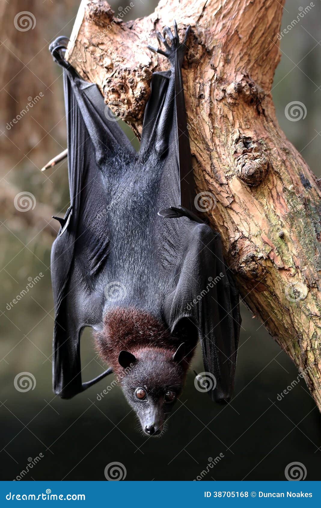 Flying fox bat stock photo. Image of nature, skin, membrane - 38705168