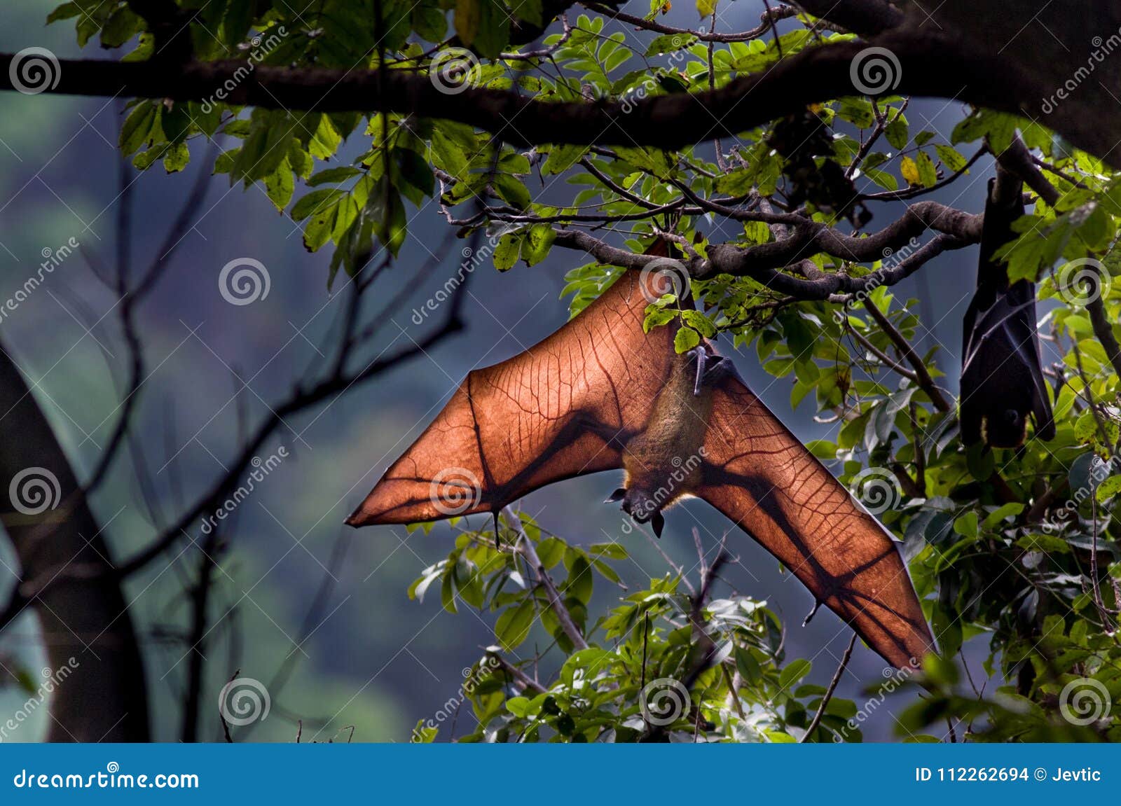 Megabat Hanging On The Tree Branch. Bat Is Hanging On The Tree. Flying ...