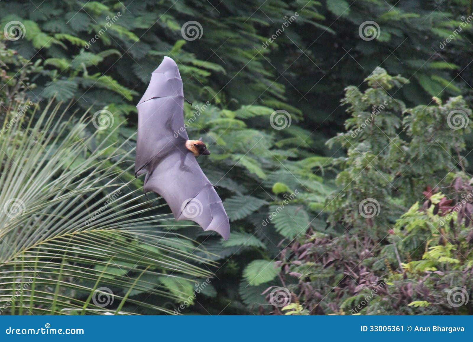 Flying Fox Bat in jungle stock image. Image of large - 33005361