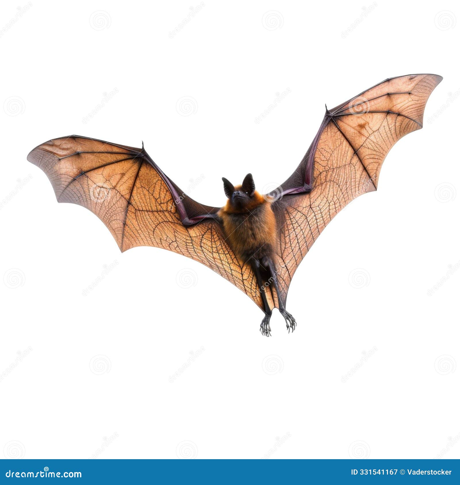Flying Fox Bat with Spread Wings Stock Illustration - Illustration of ...