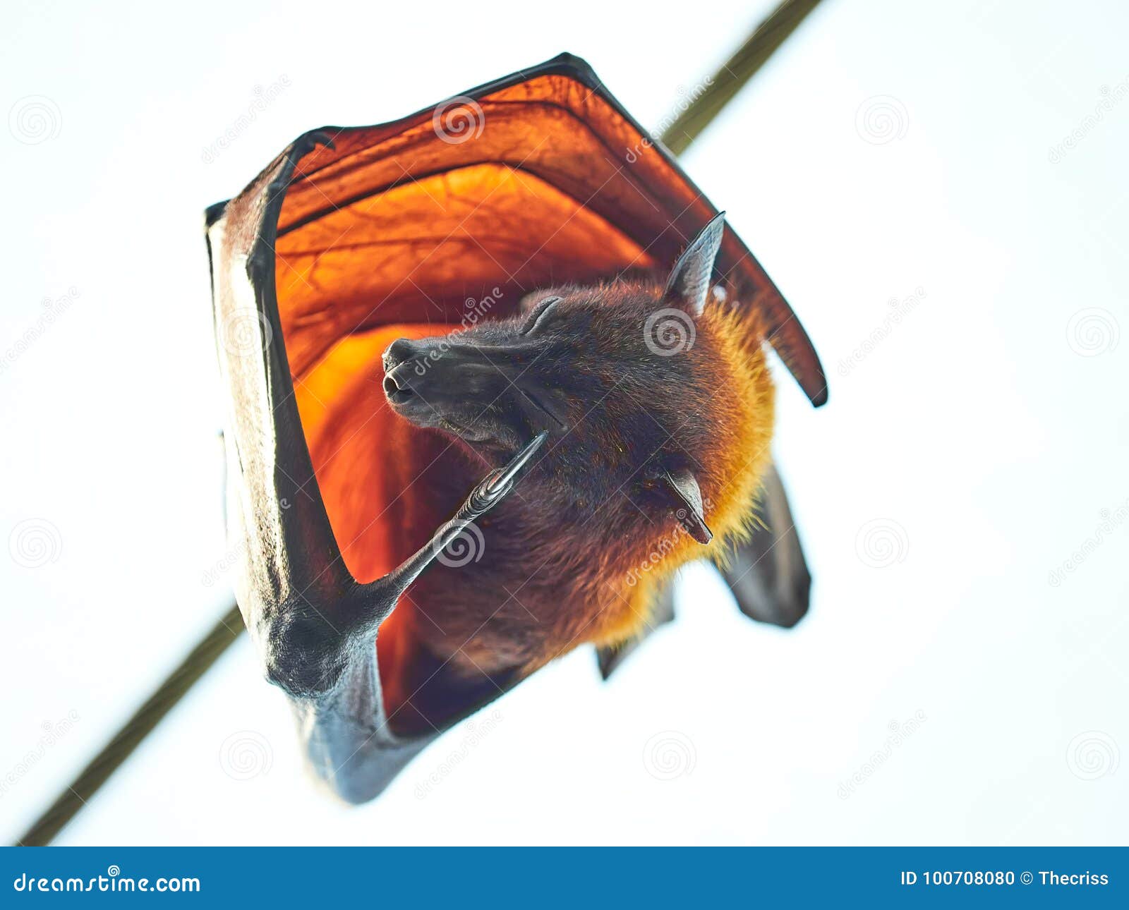 Flying fox bat in zoo stock photo. Image of vampire - 100708080