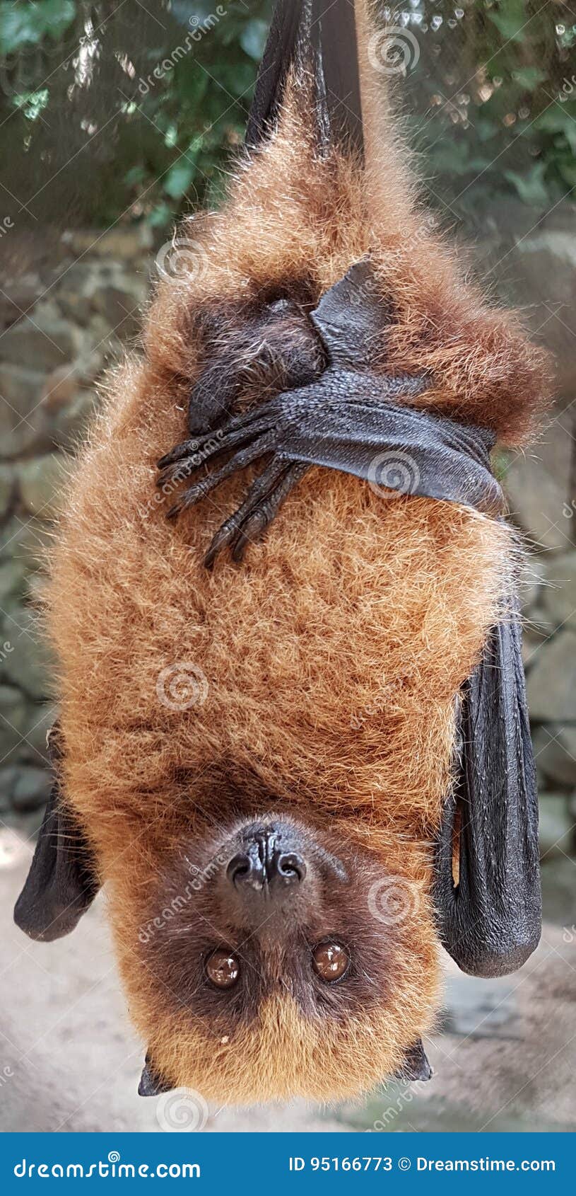 Flying Fox stock image. Image of bats, fluffy, flying - 95166773