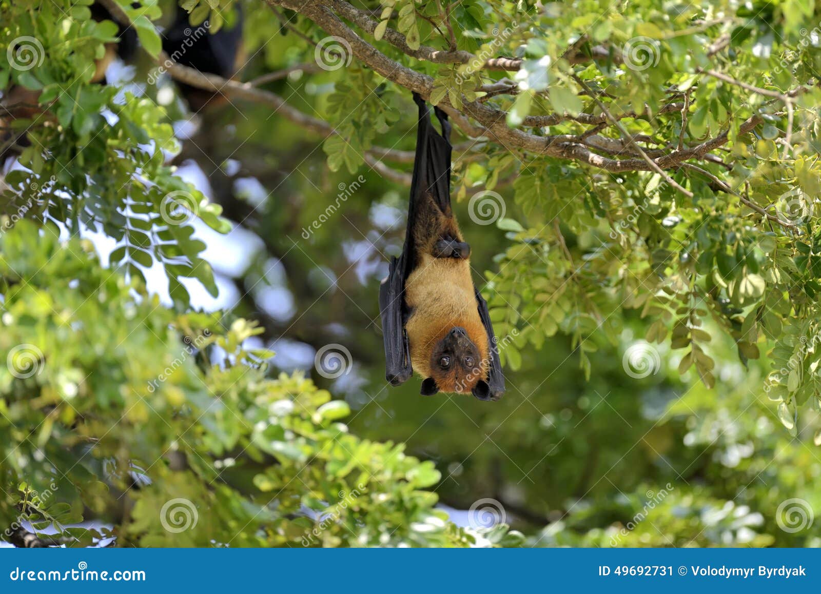 Flying fox stock image. Image of mysterious, nature, creepy - 49692731
