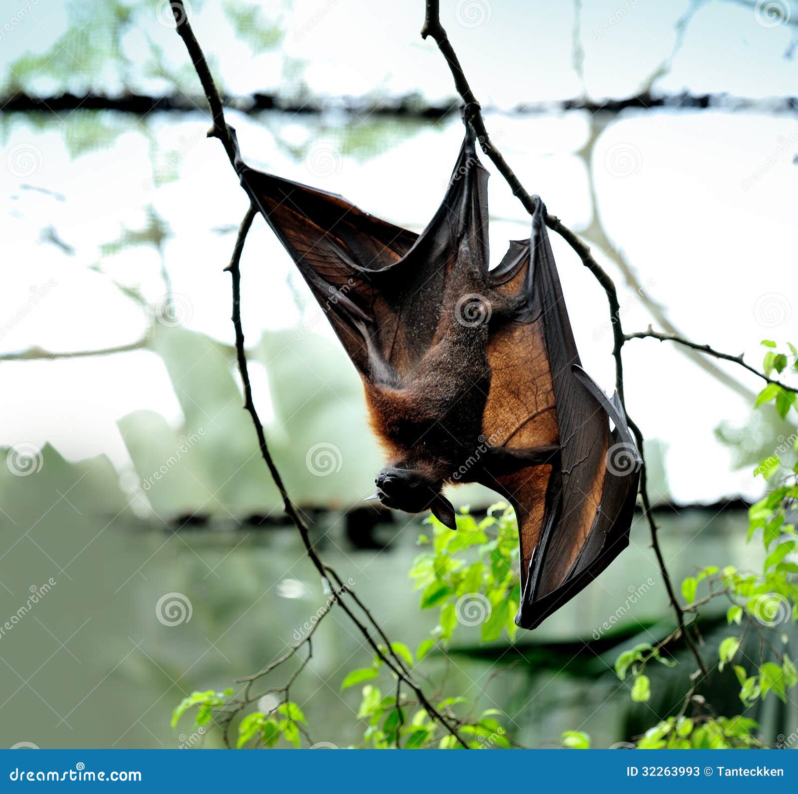 Flying Fox stock image. Image of asia, nature, rodent - 32263993