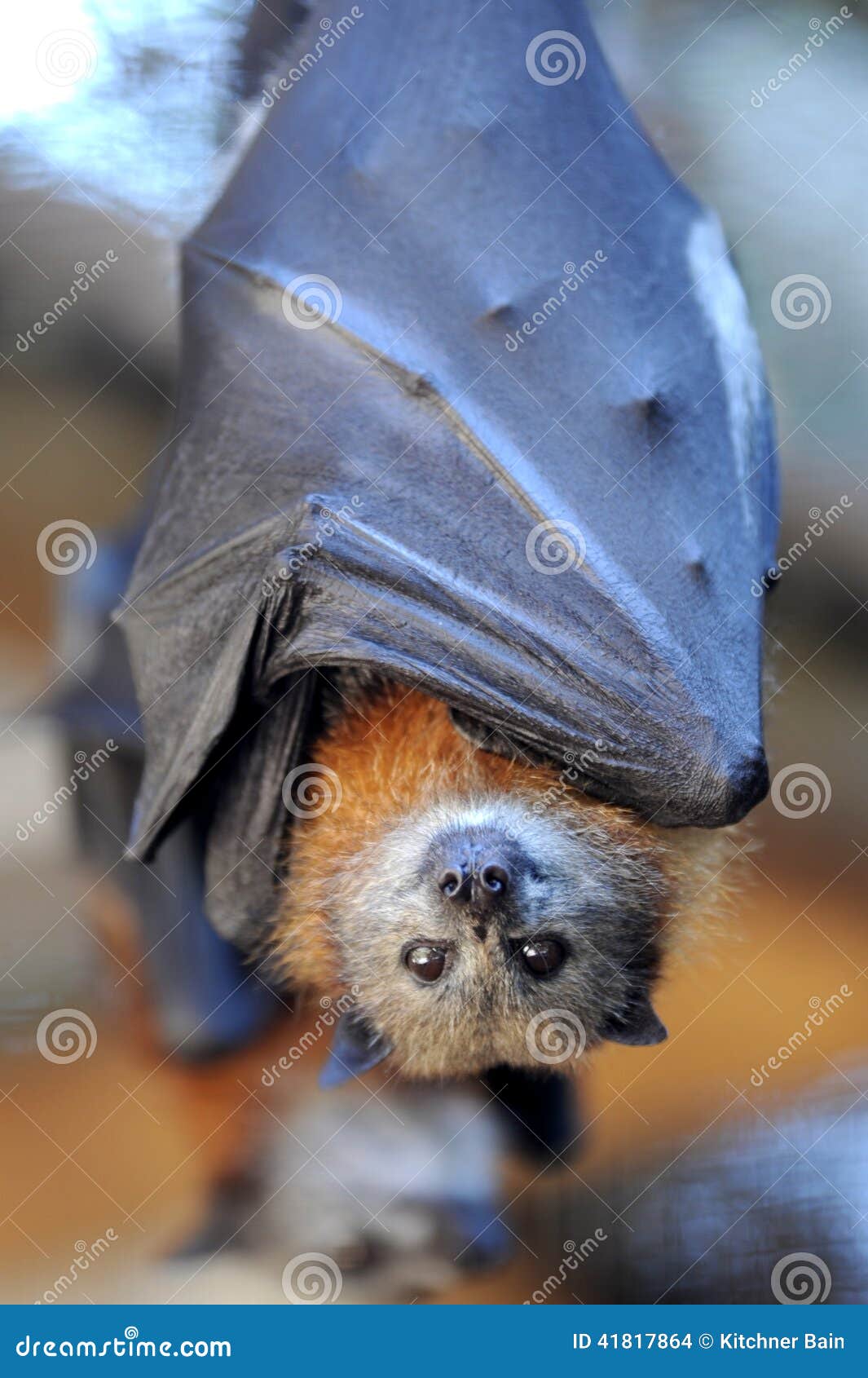 Flying Fox stock photo. Image of fruit, open, natural - 41817864