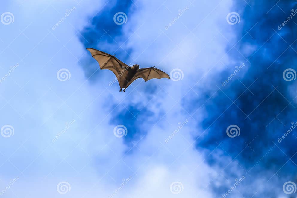 Flying Fox stock image. Image of tonga, outdoor, pacific - 36155655