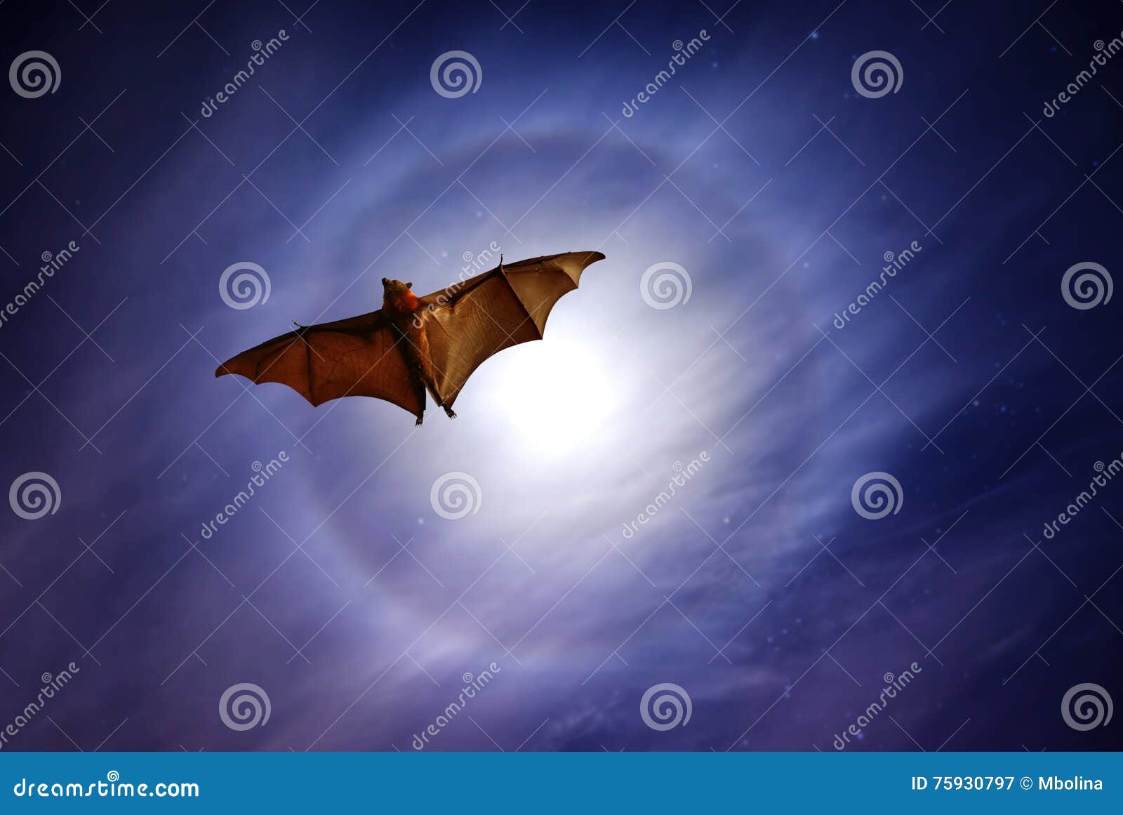 Flying fox at dusk stock image. Image of horrible, moon - 75930797