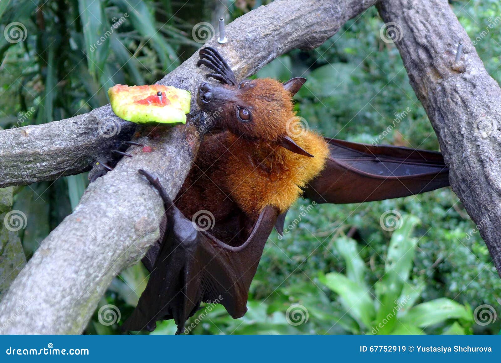 Flying fox stock image. Image of nature, rainforest, eating - 67752919