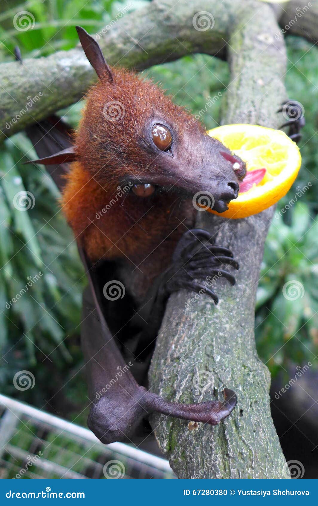 Flying fox stock photo. Image of animal, lunch, breakfast - 67280380