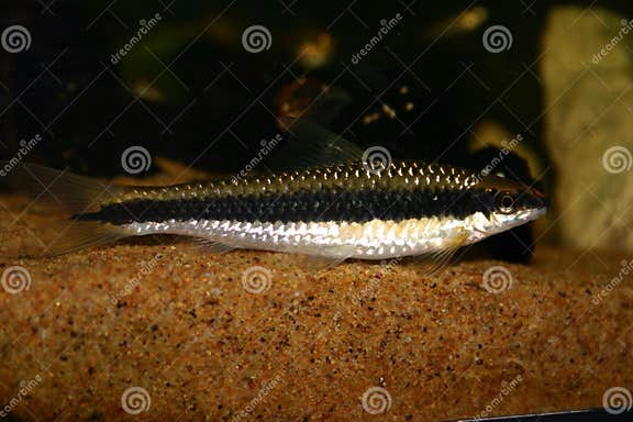 Flying fox fish stock photo. Image of fish, organism - 45844486