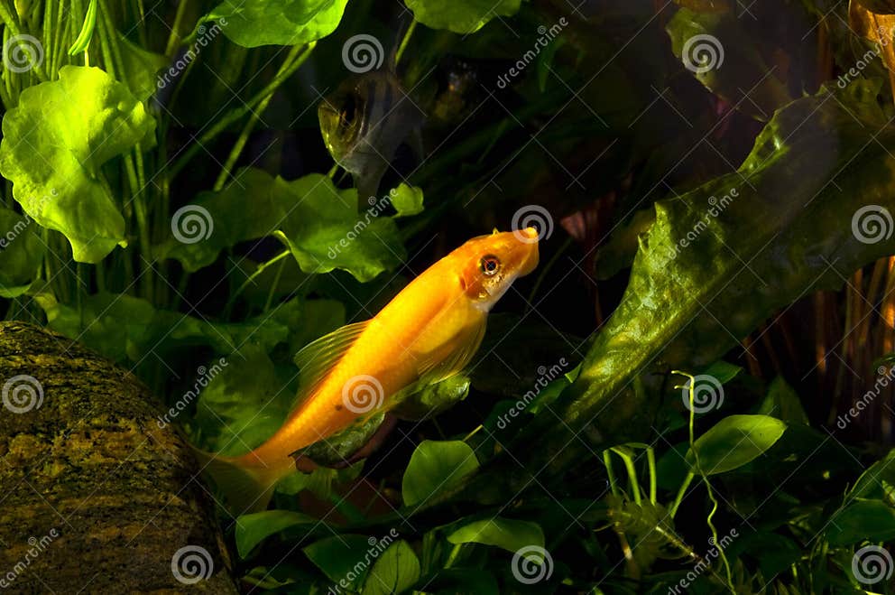 Flying Fox Fresh-water Aquarium Fish Stock Image - Image of bright ...