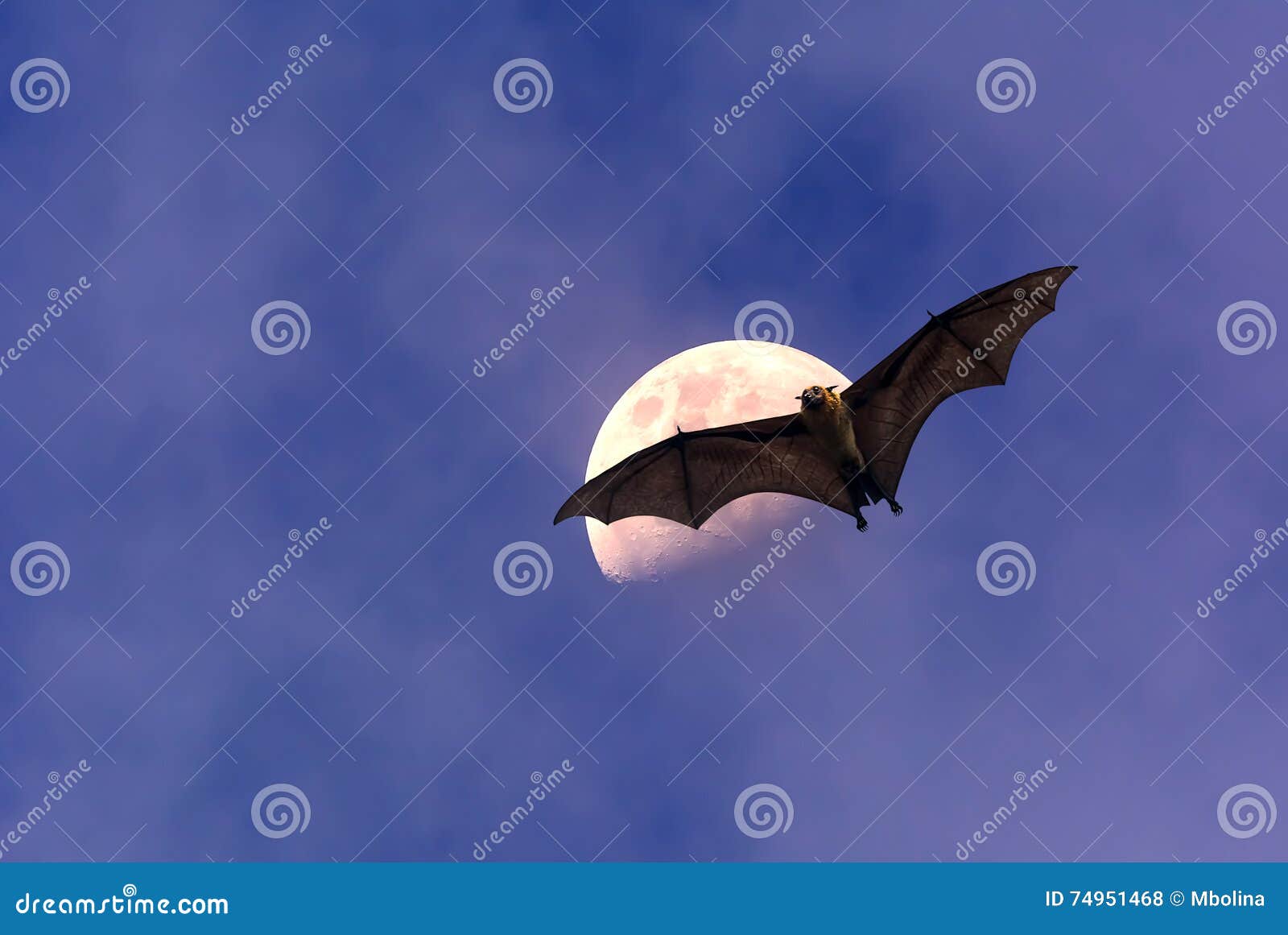 Flying Fox or Fruit Bat Over Dark Sky Stock Photo - Image of october ...