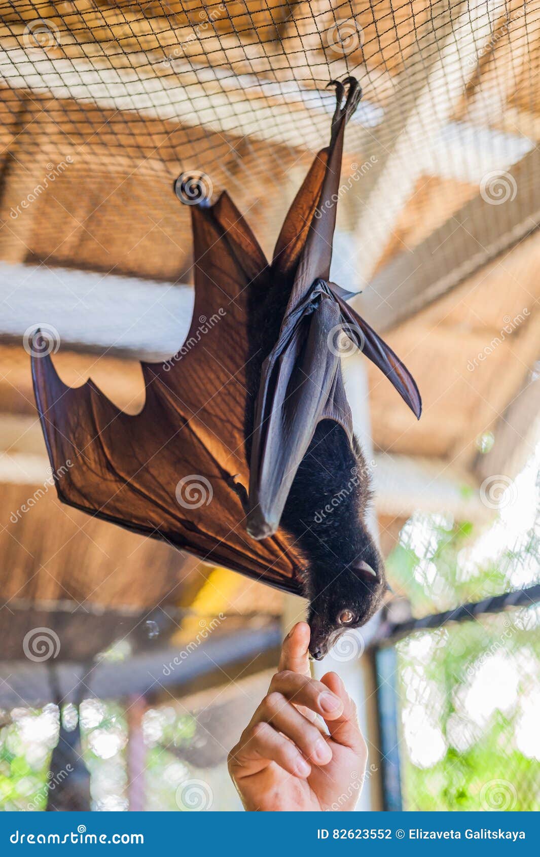 Flying Fox Hanging from the Ceiling Stock Photo - Image of flight, dark ...