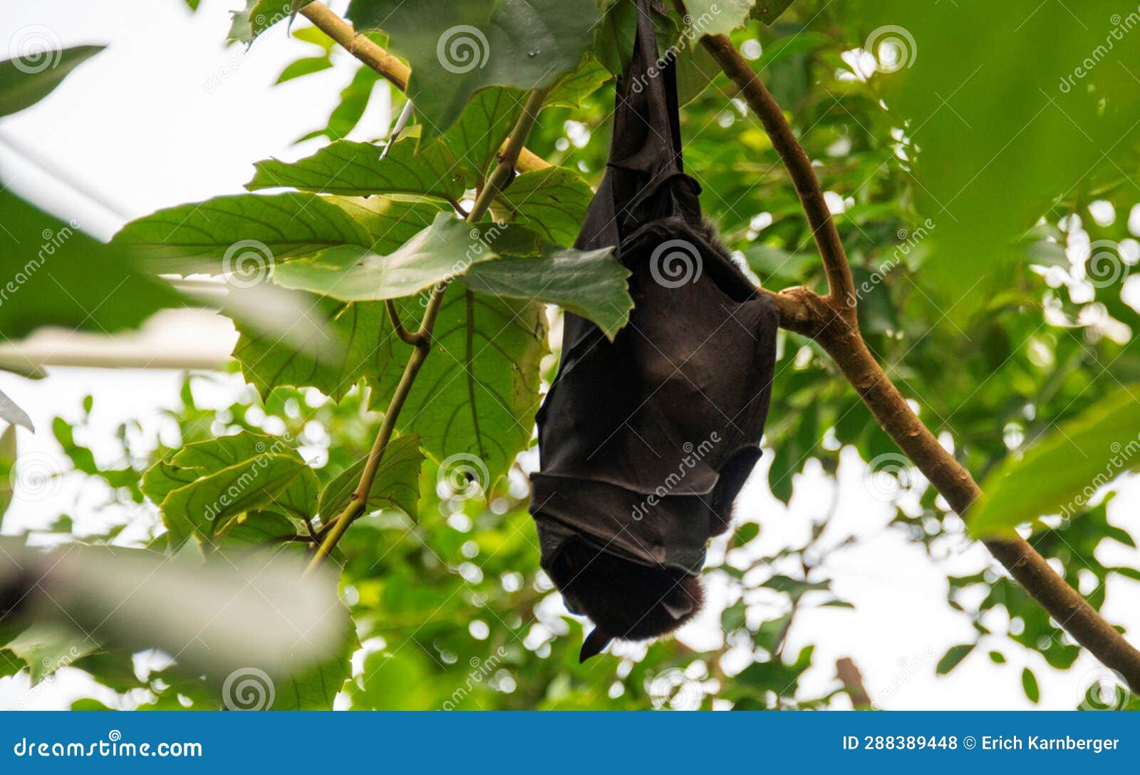 Flying Fox Resting on a Tree Stock Photo - Image of green, mammal ...